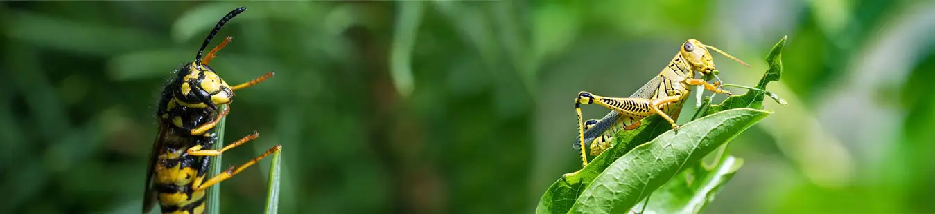 Crickets - Resolved Pest Control